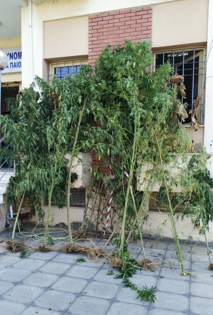 Συνελήφθη 58χρονος σε περιοχή του Κιλκίς για καλλιέργεια δενδρυλλίων ...